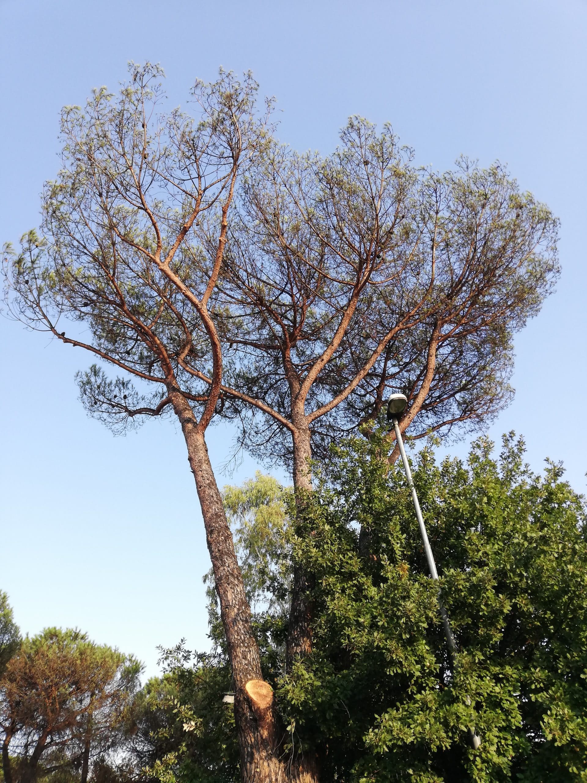 IL PINO DOMESTICO: GESTIONE E RELATIVE PROBLEMATICHE - Alberosano